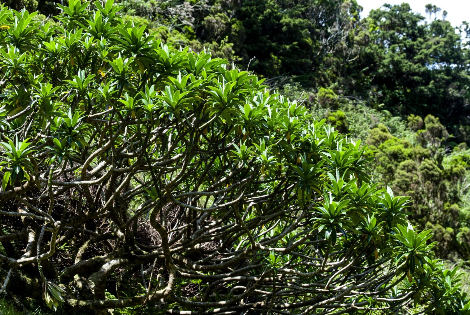 Pico da Urze - LIFE IP Azores Natura